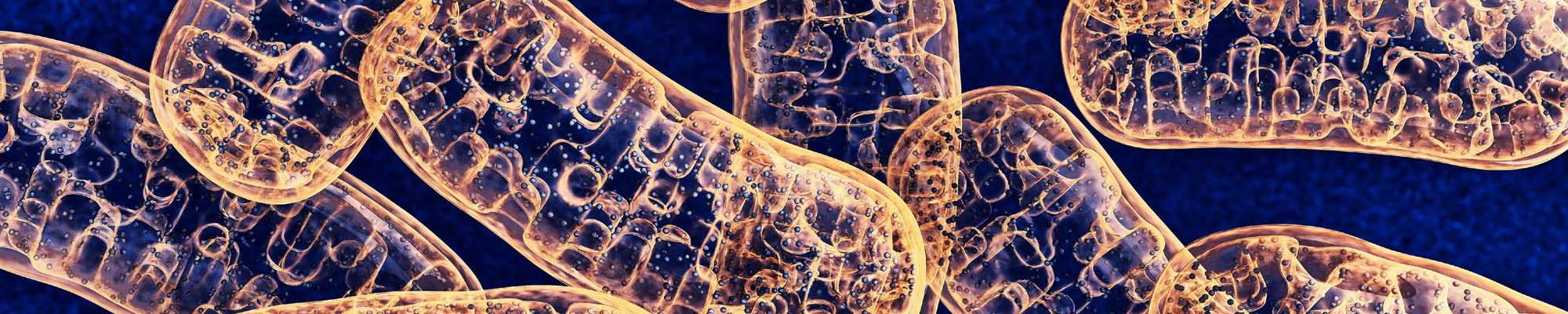 The mighty mitochondria and the future of three person babies ...